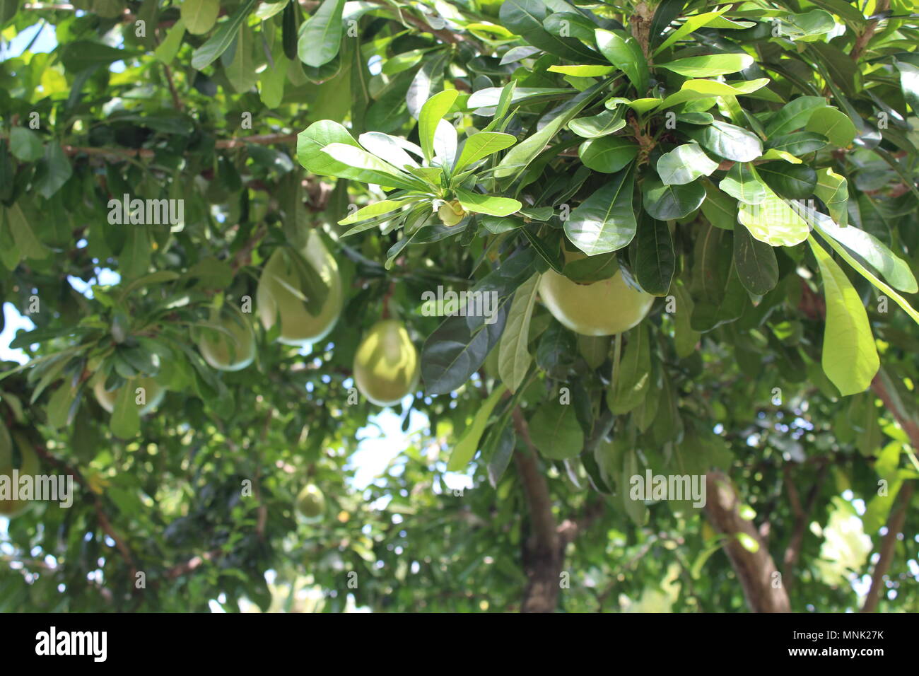 Large fruits hi-res stock photography and images - Alamy