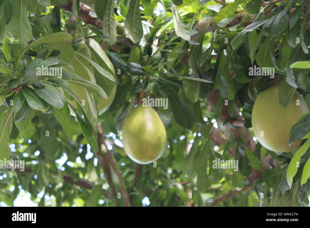 Large fruits hi-res stock photography and images - Alamy