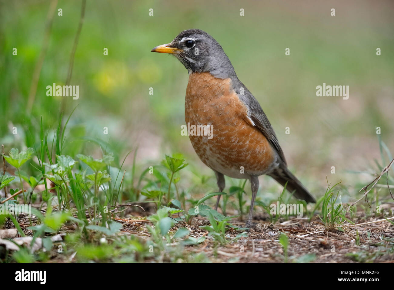 Female american robin hi-res stock photography and images - Alamy
