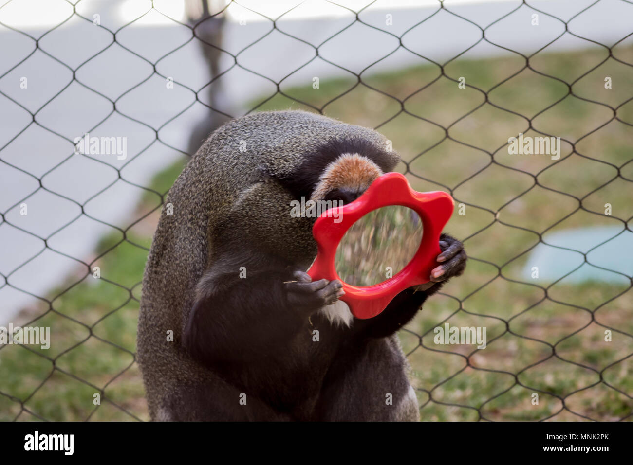 De Brazza's Monkey, Cercopithecus neglectus, enjoys looking in the ...