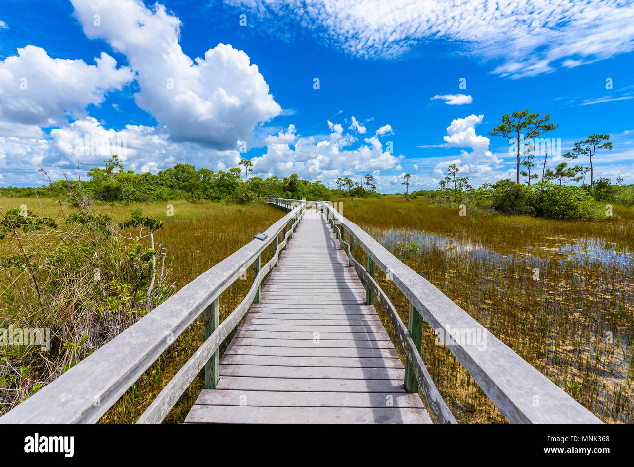 Trees in everglades hammock hi-res stock photography and images - Alamy