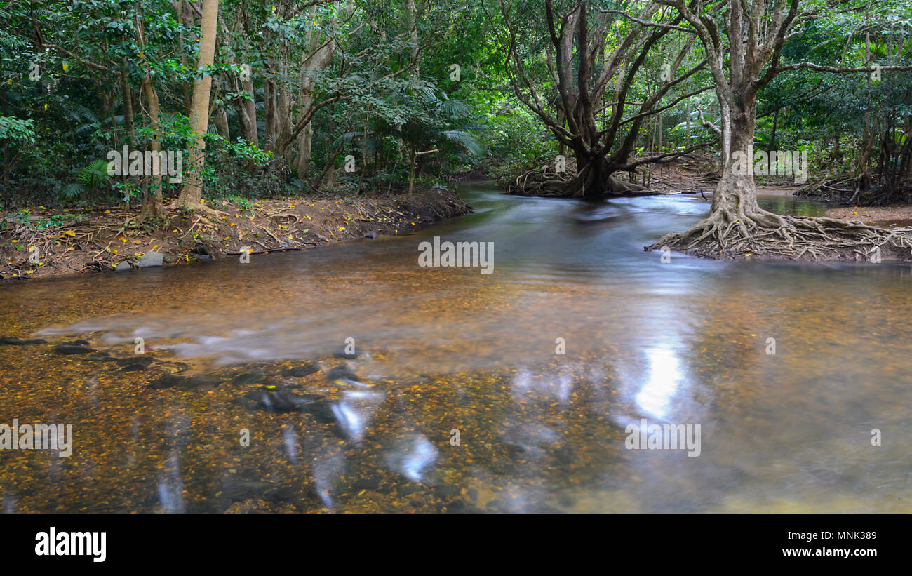 Shallow creek in tropical rainforest at Goomboora Park, Brinsmead ...