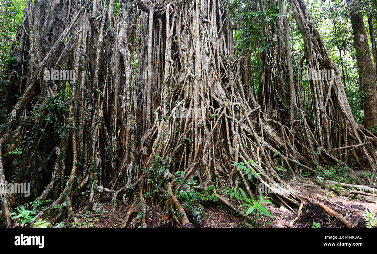 Cathedral fig tree at Yungaburra, Atherton Tablelands, Far North ...