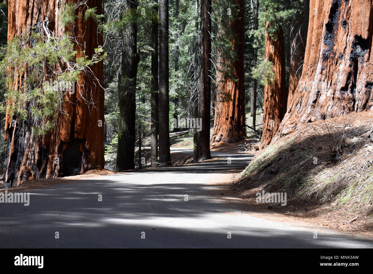 Grouped sequoias hi-res stock photography and images - Alamy
