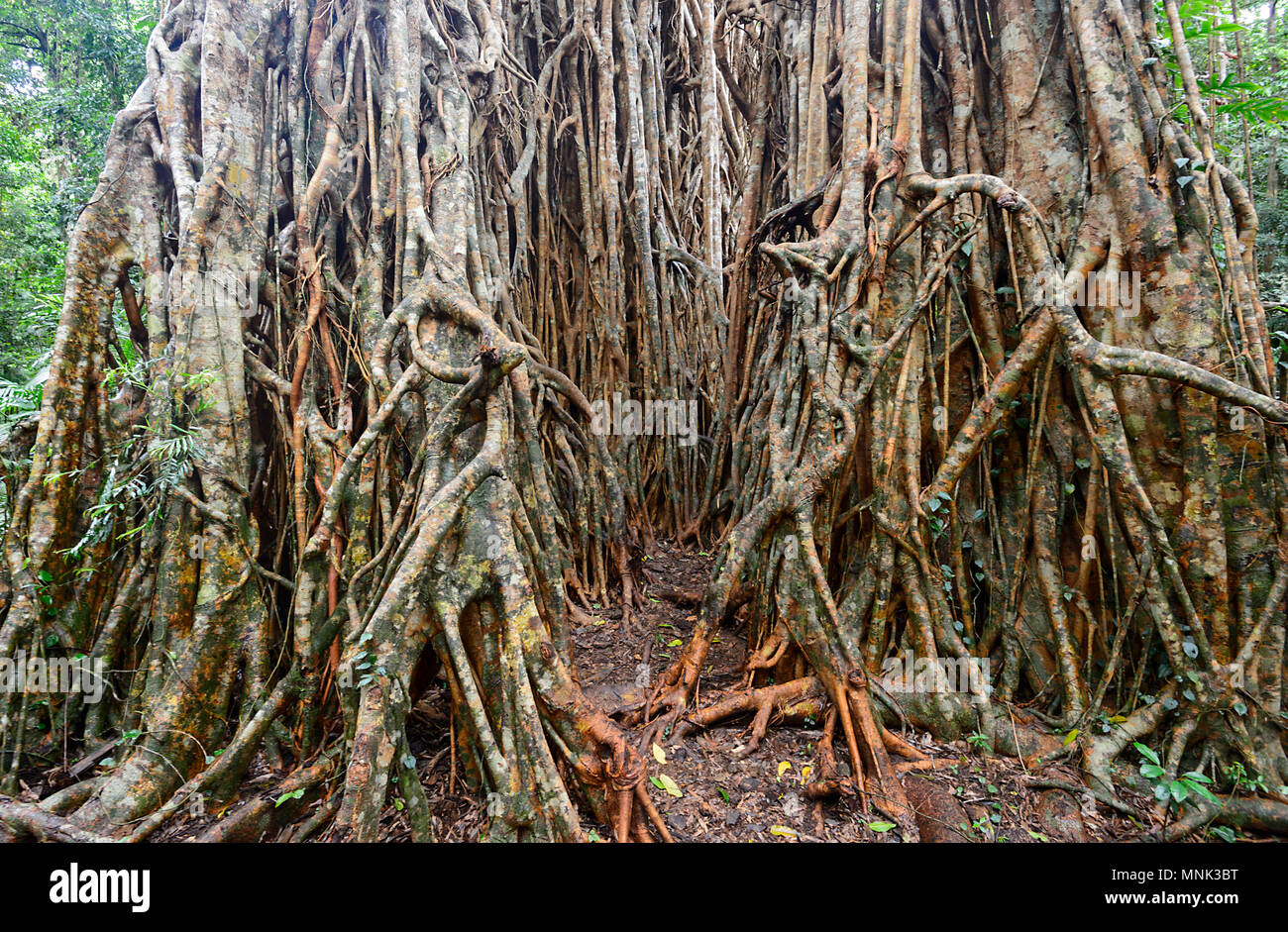 Entangled roots of a cathedral fig tree at Yungaburra, Atherton ...