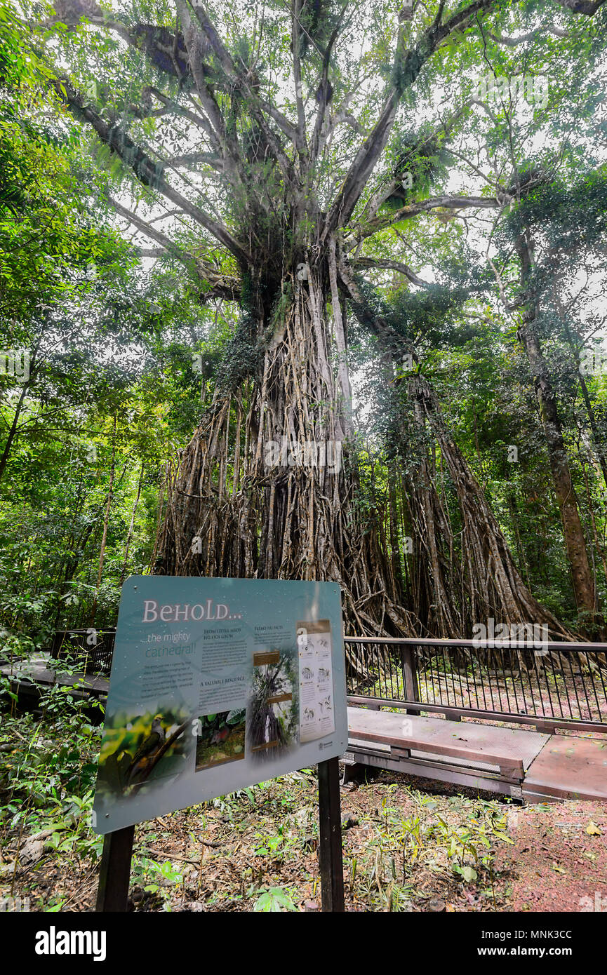Cathedral fig tree at Yungaburra, Atherton Tablelands, Far North ...