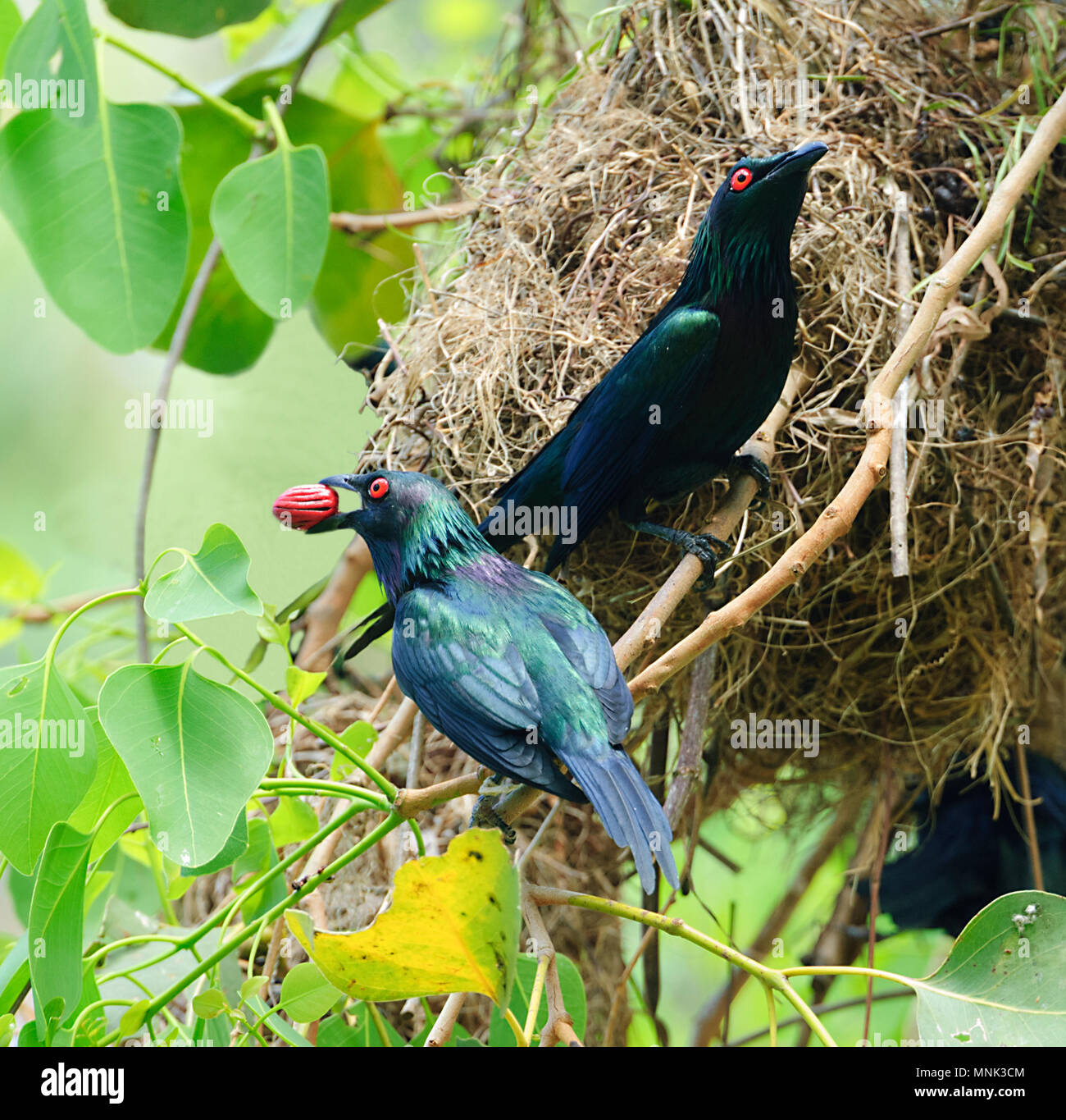 A pair of Metallic Starlings or Shining Starlings (Aplonis metallica ...