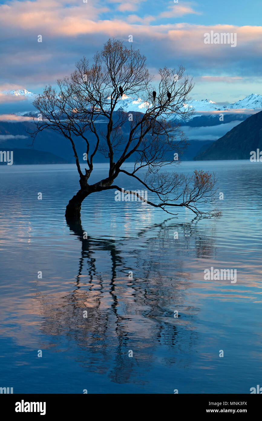 Tree of wanaka hi-res stock photography and images - Alamy