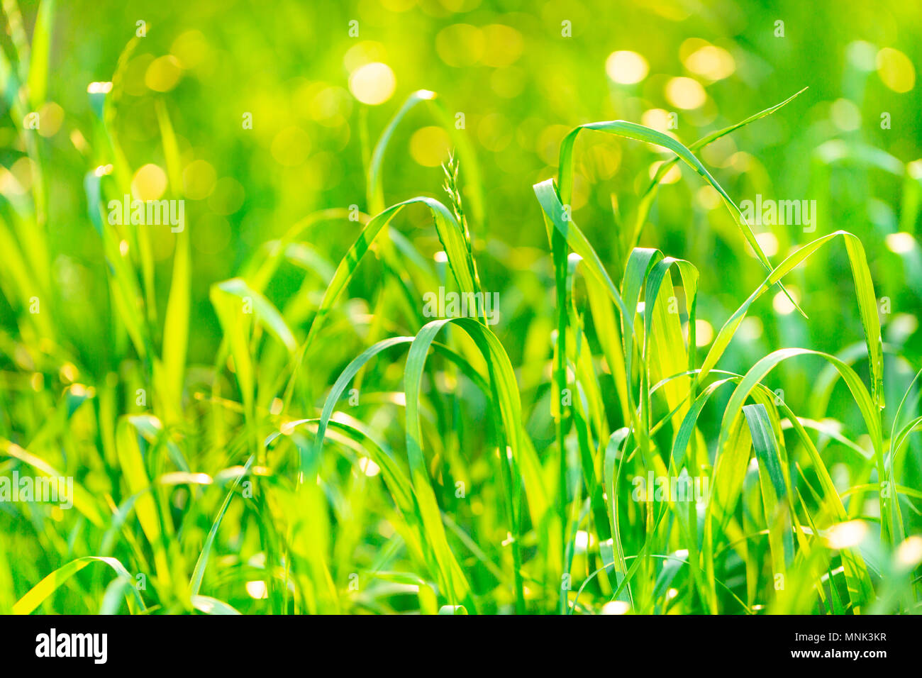 Close up on fresh green grass texture background Stock Photo - Alamy