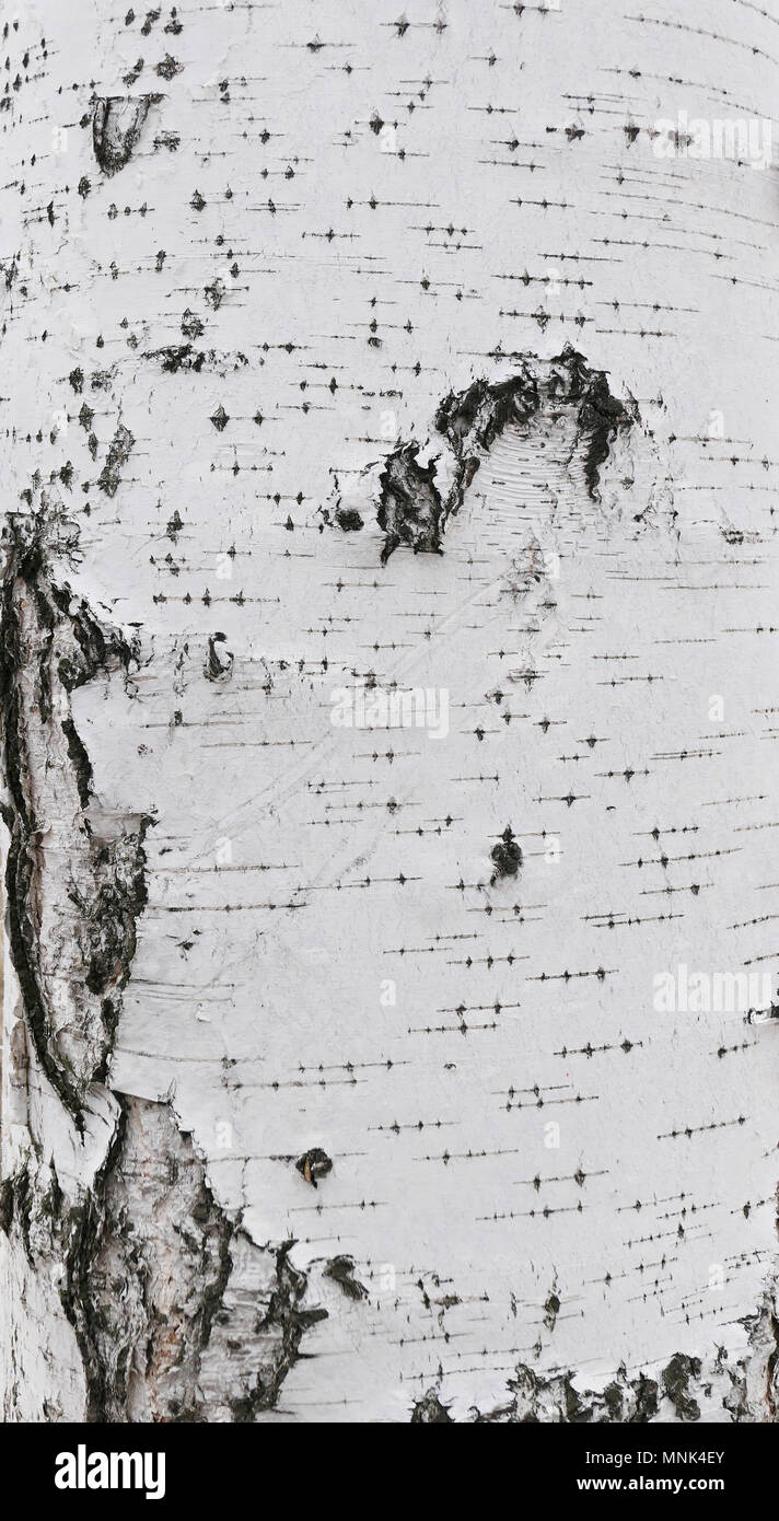 Birch bark background Stock Photo - Alamy