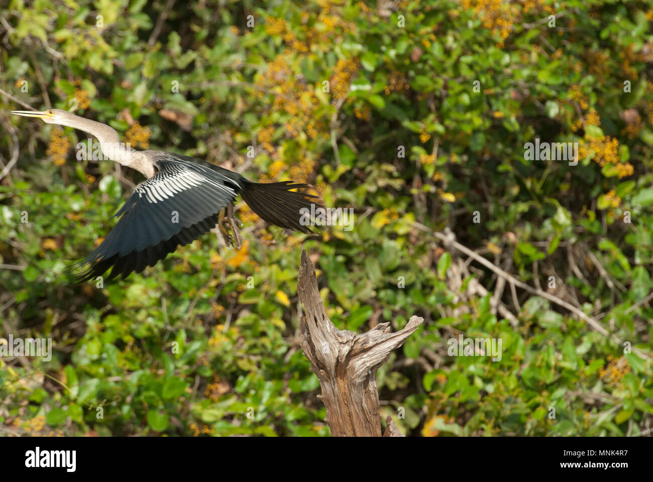 Anhinga (Anhinga anhinga anhinga) flying off perch in the Pantanal in ...