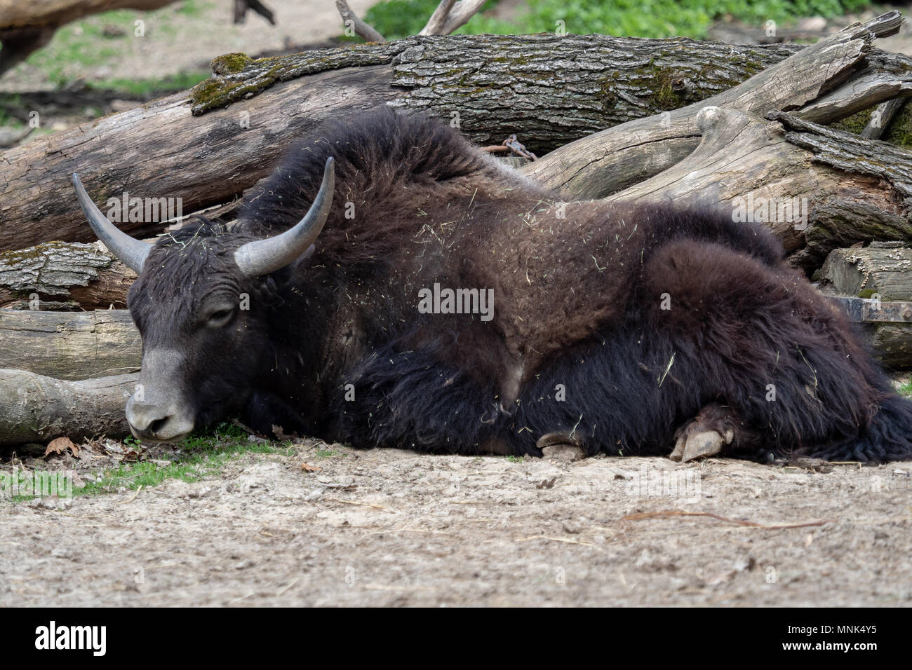 Domestic yak (Bos grunniens) which is lying Stock Photo - Alamy