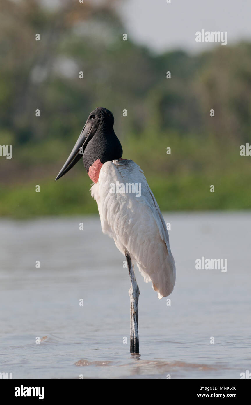 Jabiru stork pantanal brazil hi-res stock photography and images - Alamy