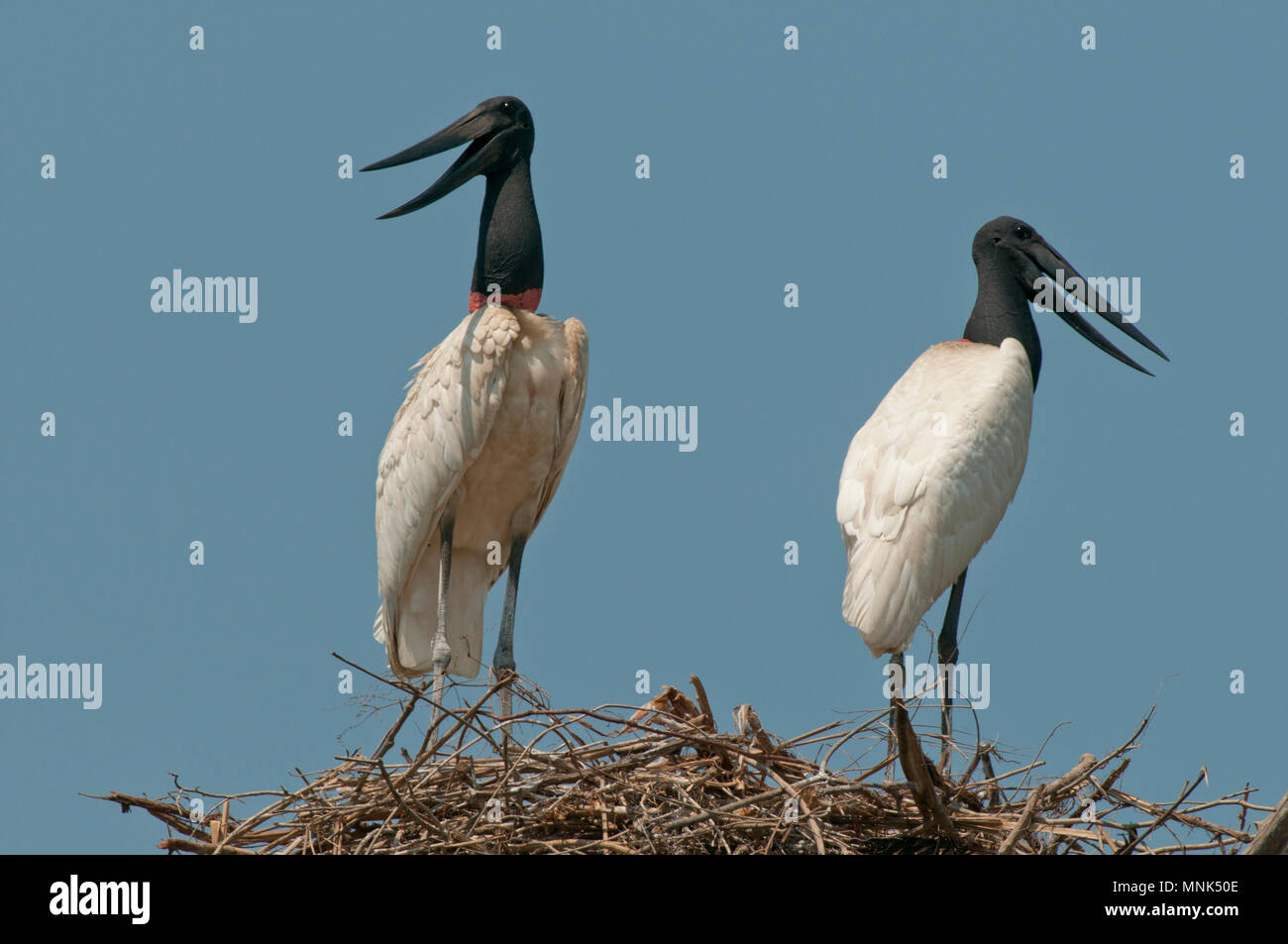 Jabiru storks in nest in the Pantanal in southern Brazil Stock Photo ...