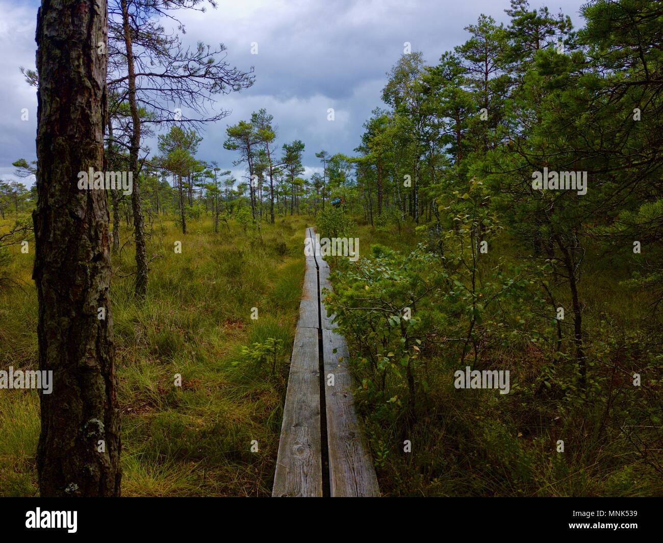 Store mosse hi-res stock photography and images - Alamy