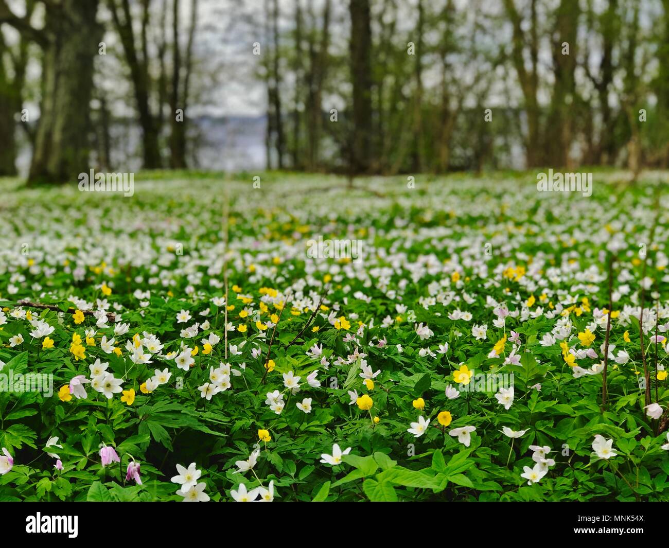 Wild flowers during Spring in South Sweden Stock Photo - Alamy