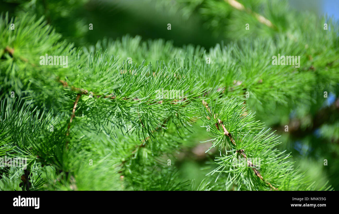 Trees needles hi-res stock photography and images - Alamy