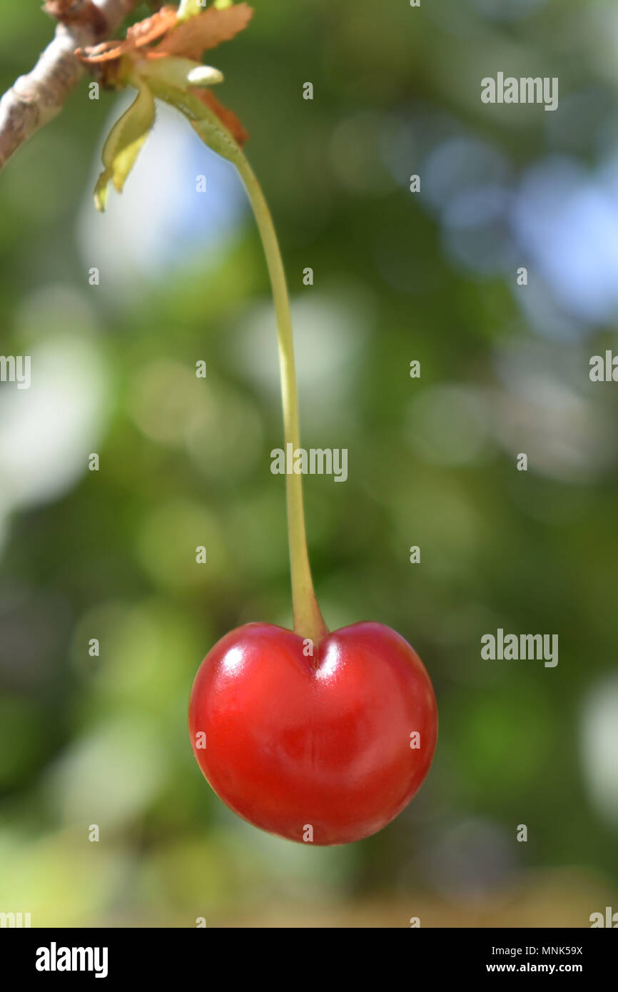 Heart and cherry hi-res stock photography and images - Alamy