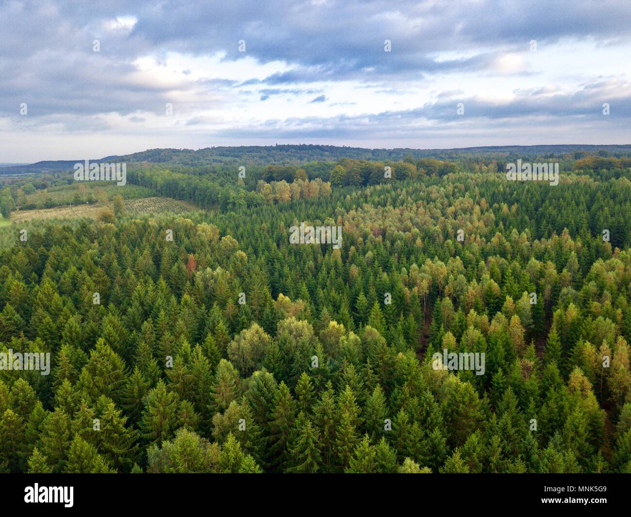 Aerial view over swedish conifers green forest with hills in the ...