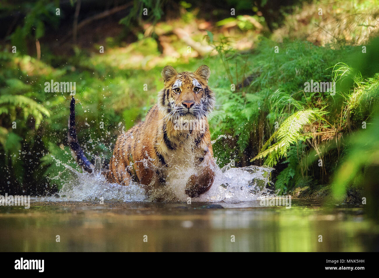 Siberian tiger hunting in the river. Runninh beast of pray. In front if ...
