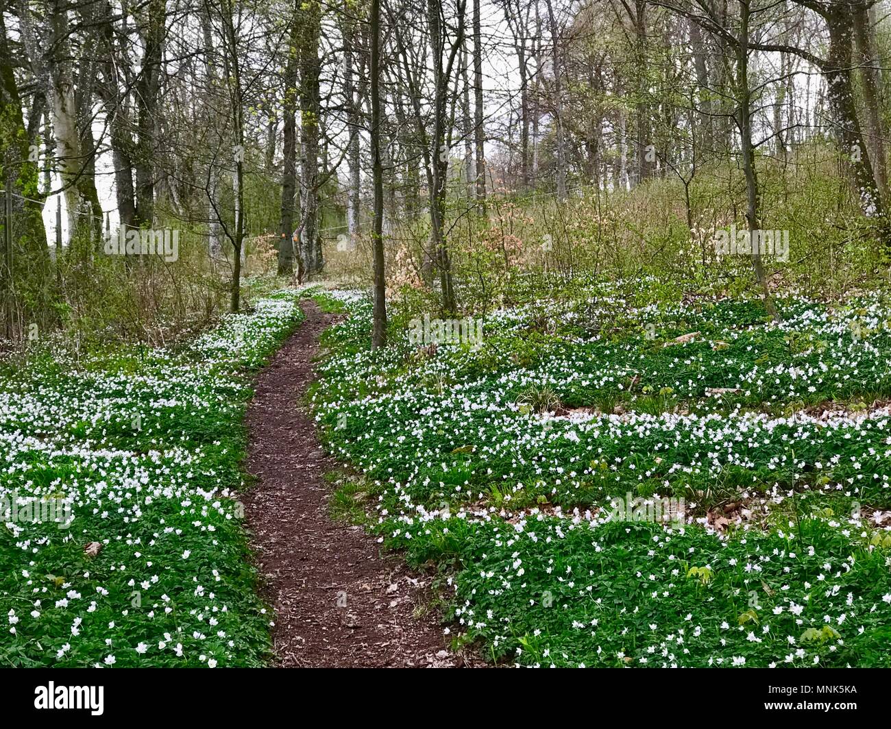 Forest hiking trail with wild flowers during Spring in South Sweden ...