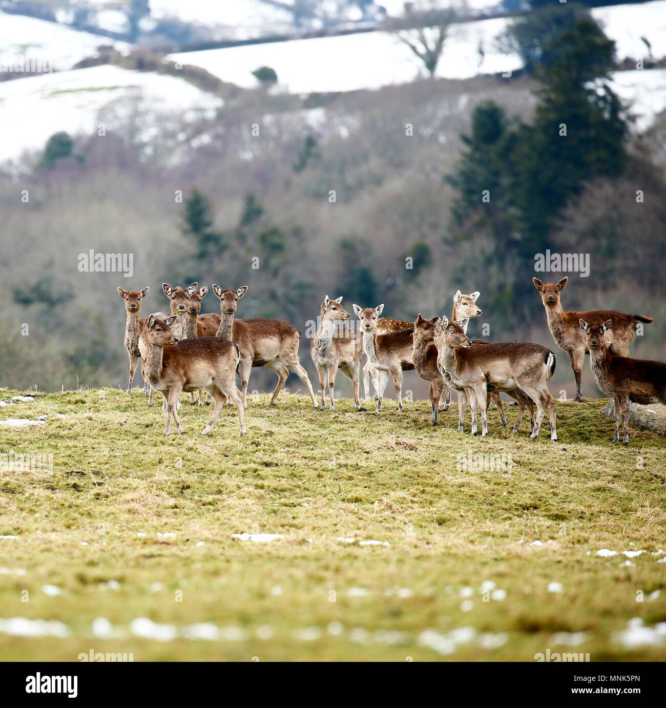 Wild fallow in Bovey Castle deer park Stock Photo - Alamy