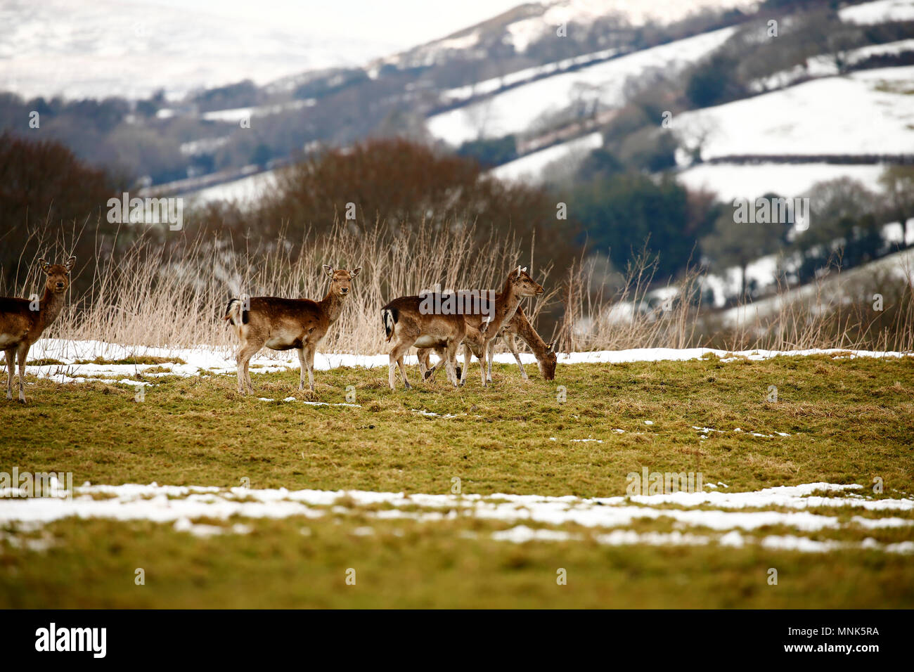 Wild fallow in Bovey Castle deer park Stock Photo - Alamy