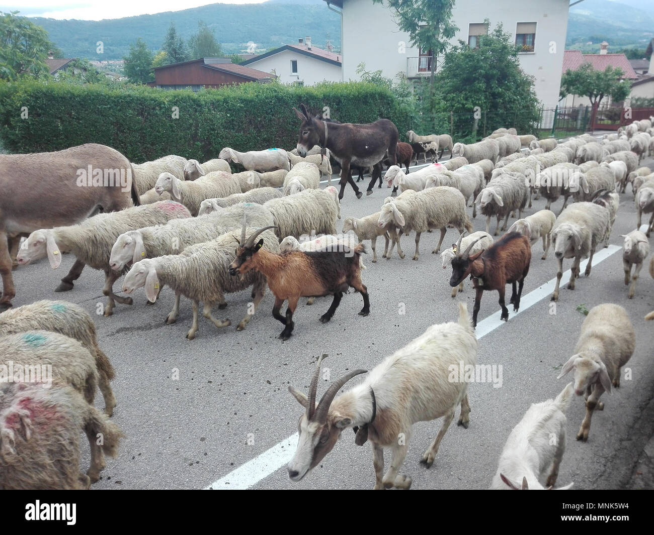 the transhumance of the sheep Stock Photo - Alamy