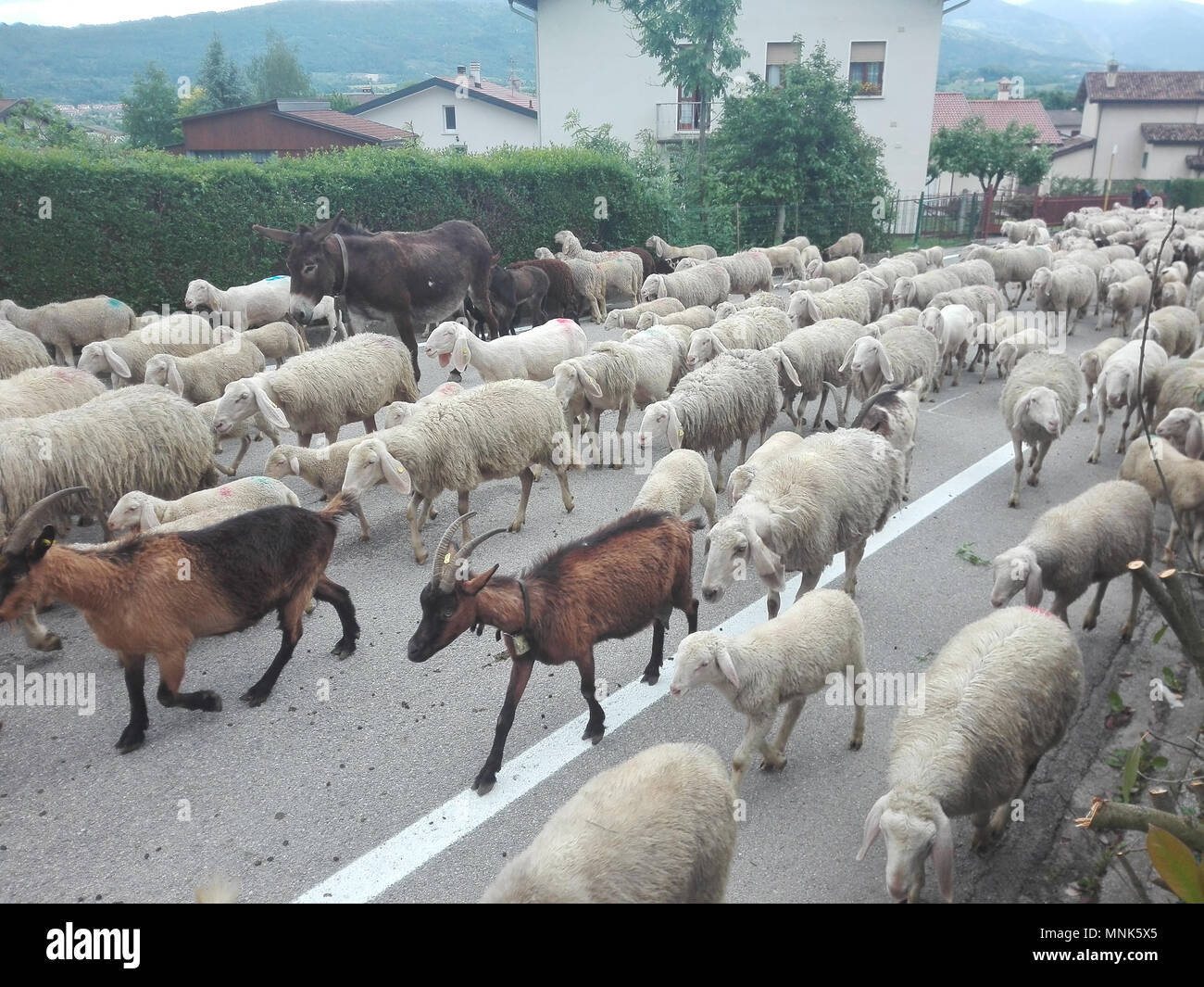 the transhumance of the sheep Stock Photo - Alamy