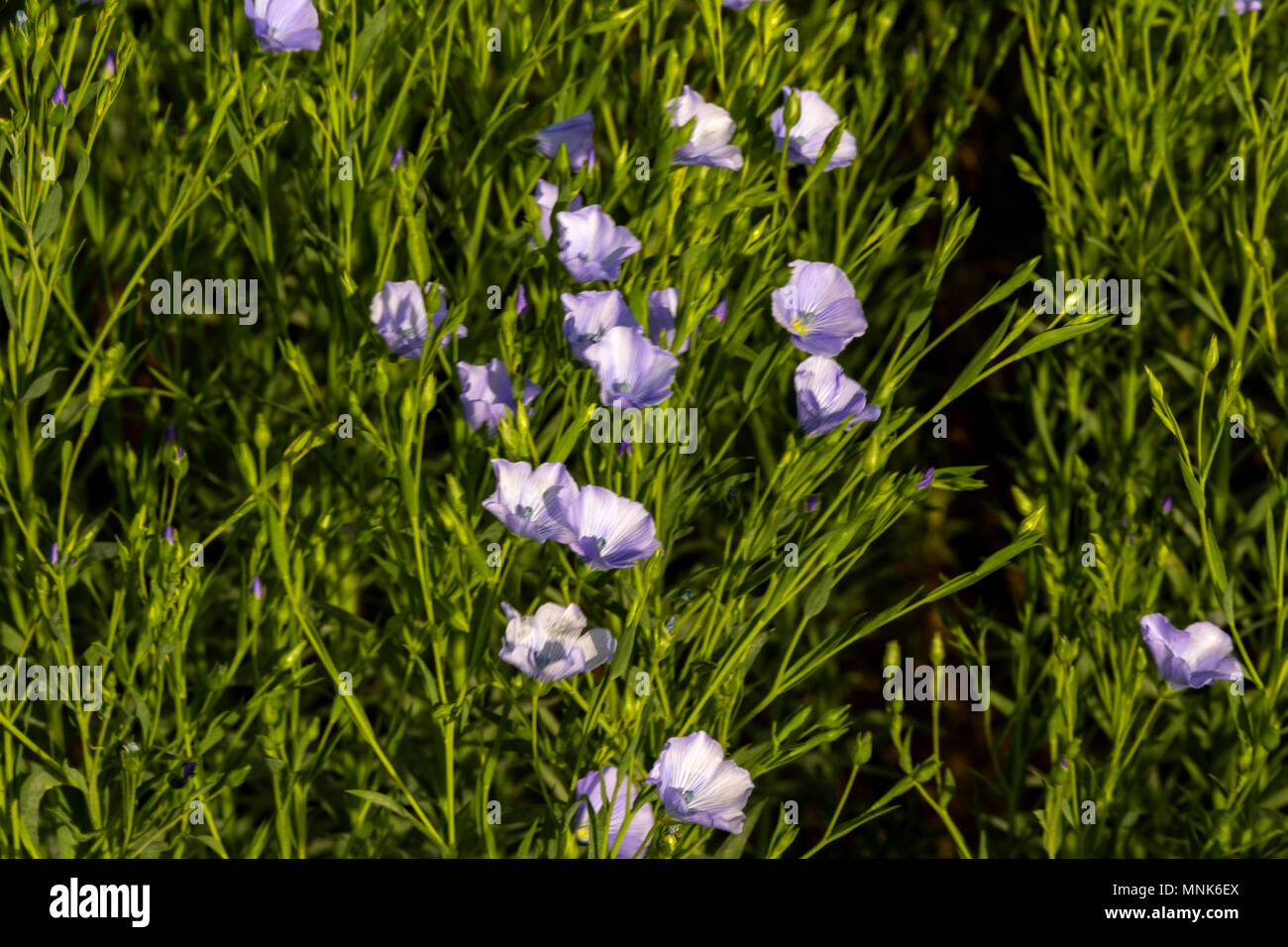 Flax field france hi-res stock photography and images - Alamy