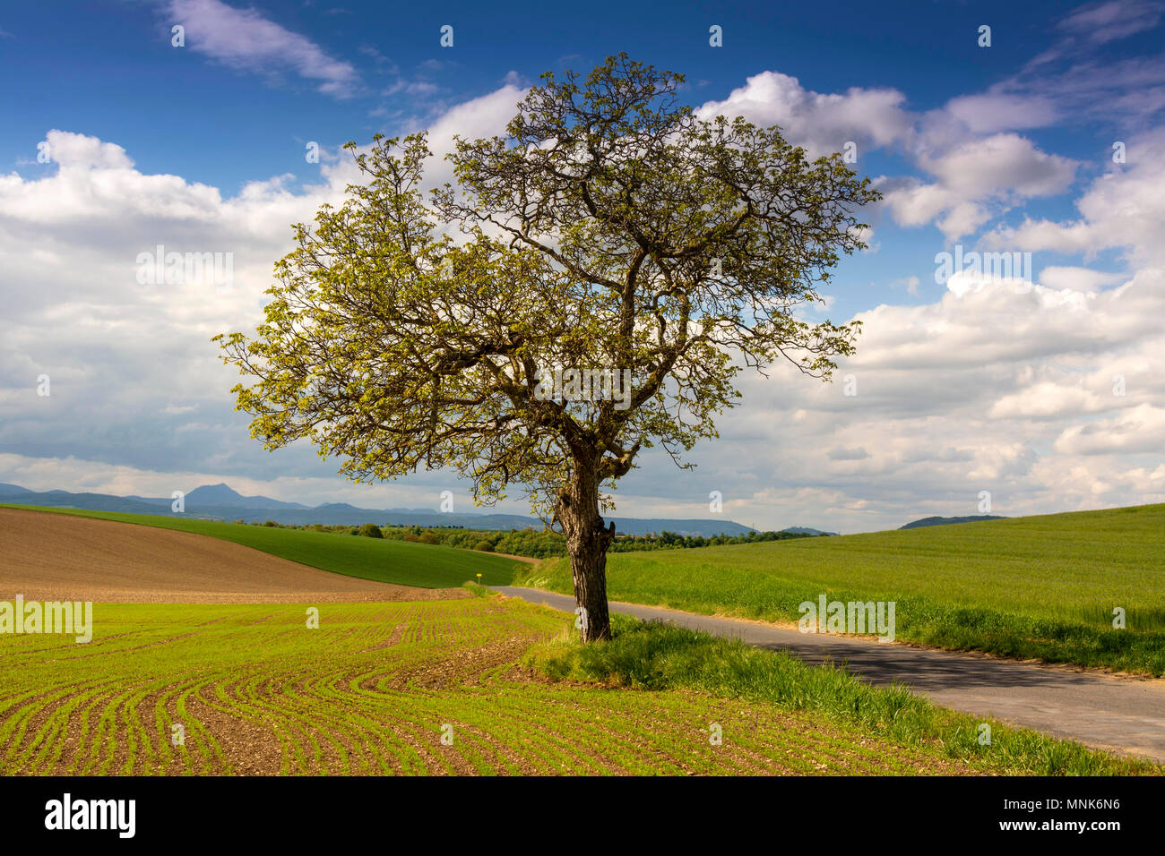 Tree isolated in a agricultural landscape in Auvergne. France Stock ...