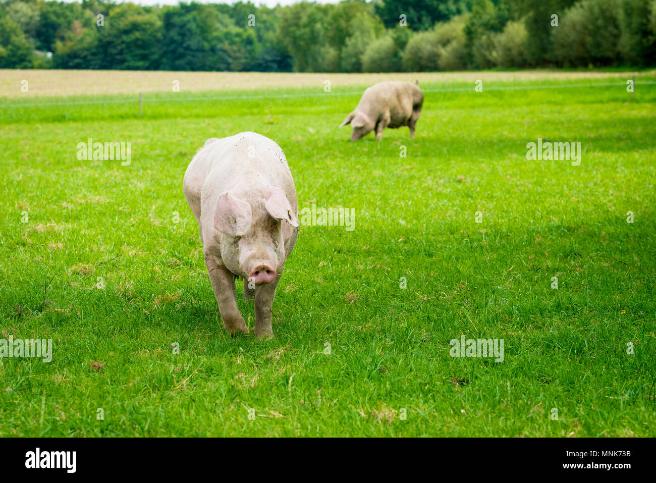 Pigs running free hi-res stock photography and images - Alamy