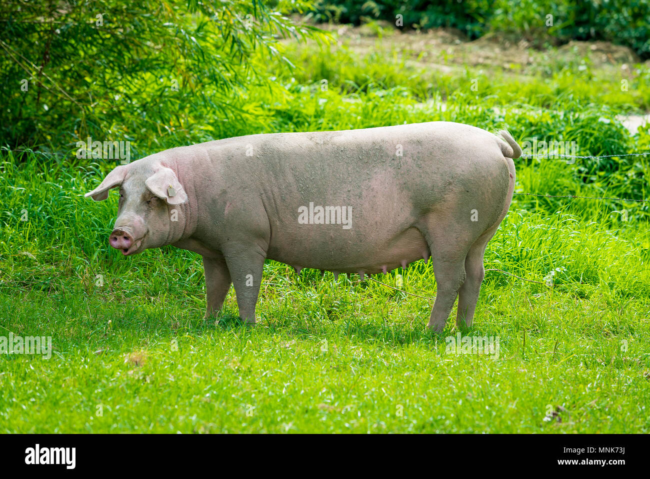 Pigs running free hi-res stock photography and images - Alamy