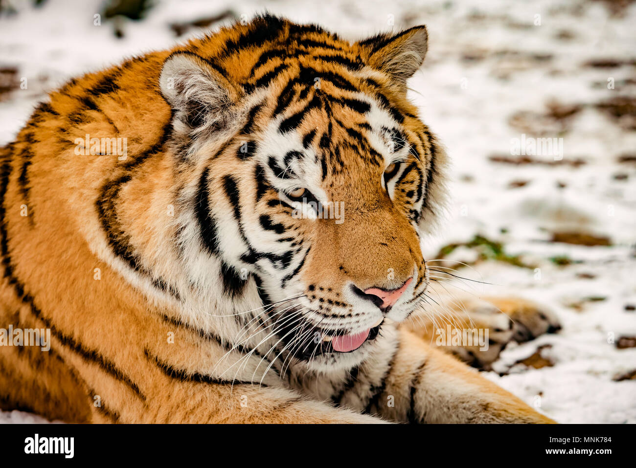 Siberian Tiger Snow Siberia Stock Photos & Siberian Tiger Snow Siberia ...