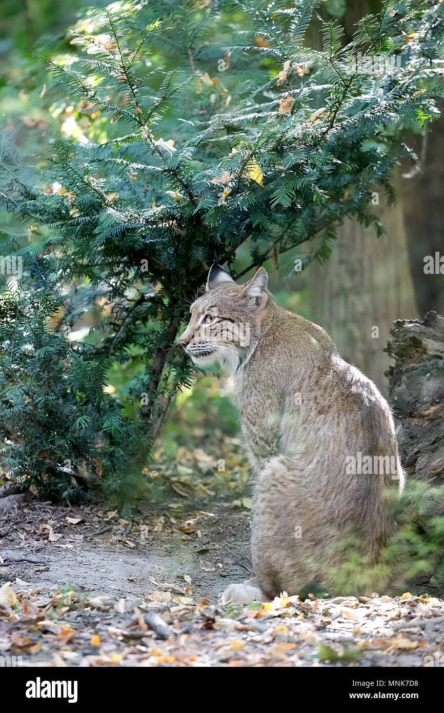 Lynx in the forest in the wild Stock Photo - Alamy