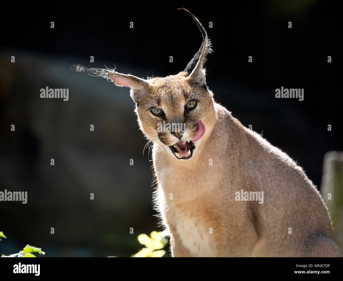 Caracal, a portrait Stock Photo - Alamy