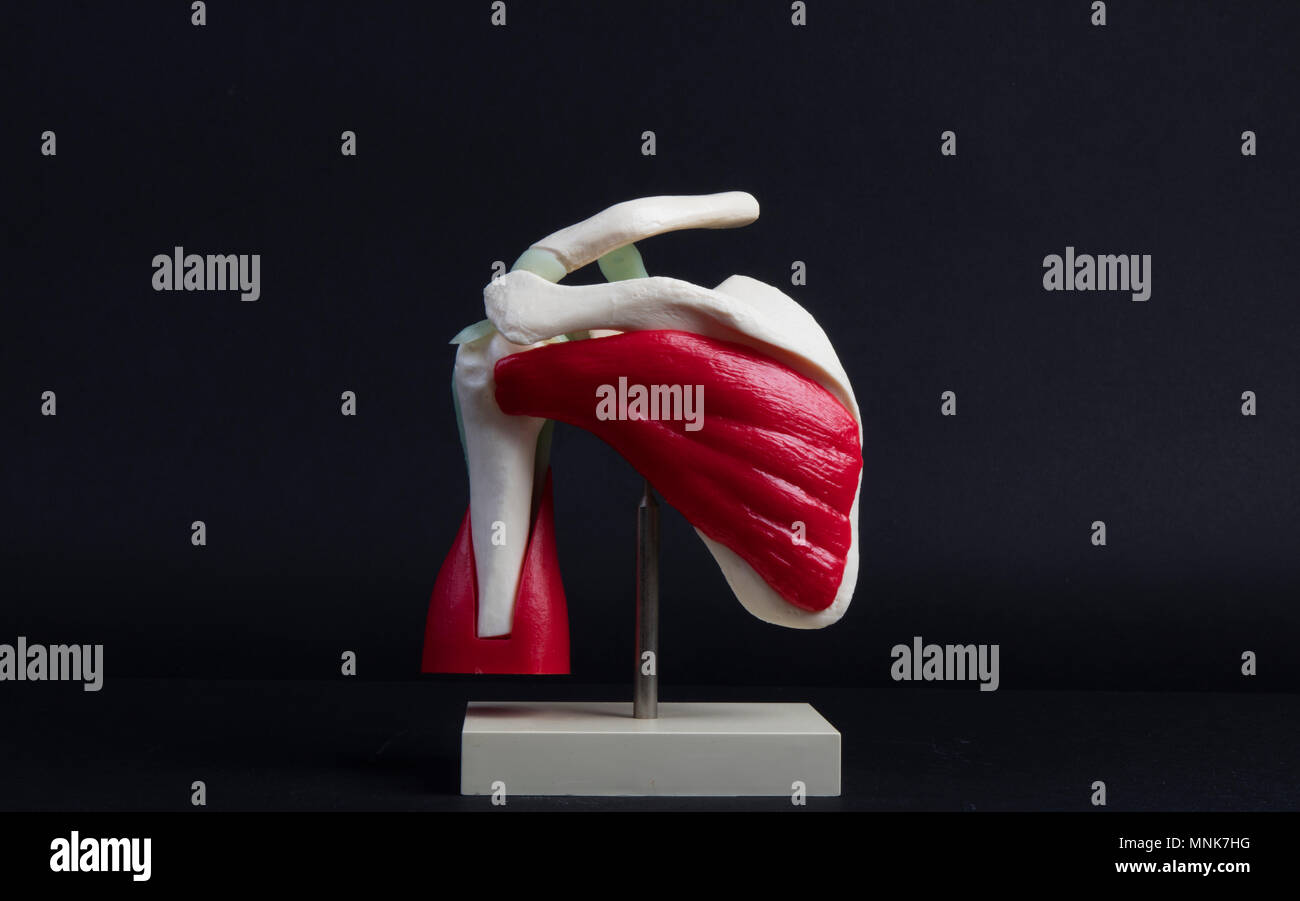 the hague, Netherlands-april 10, 2016: Human model of a shouder front ...