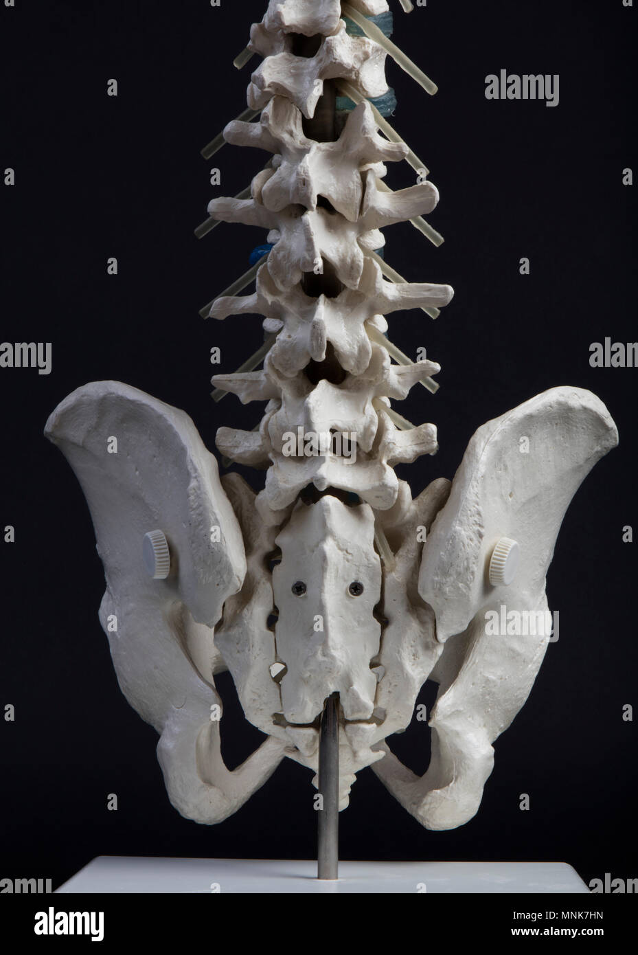 Lumbar spine anatomy female hi-res stock photography and images - Alamy