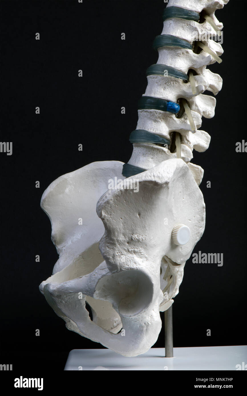 Side view female muscular anatomy hi-res stock photography and images ...