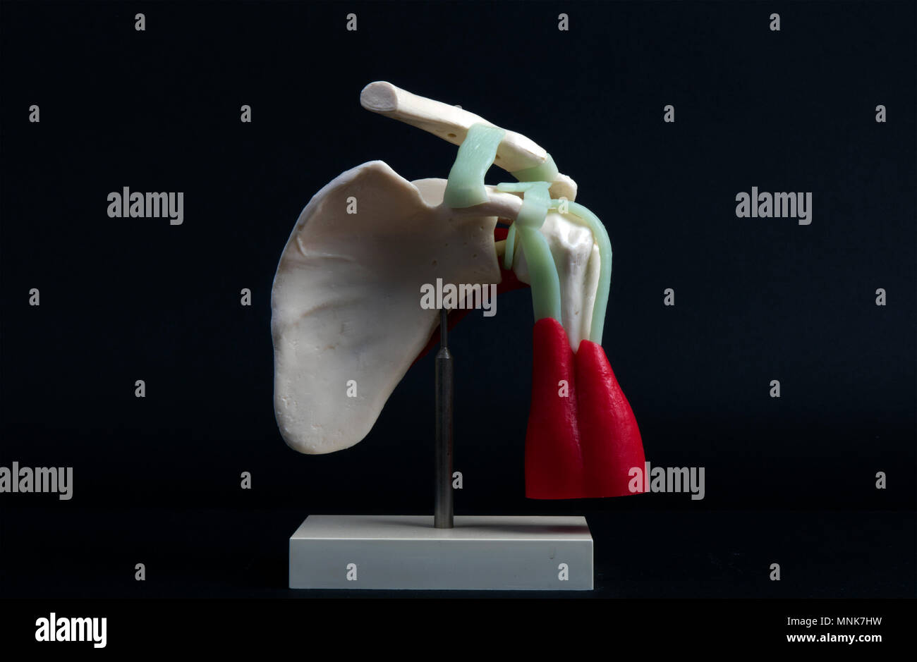 Human shoulder muscle hi-res stock photography and images - Alamy