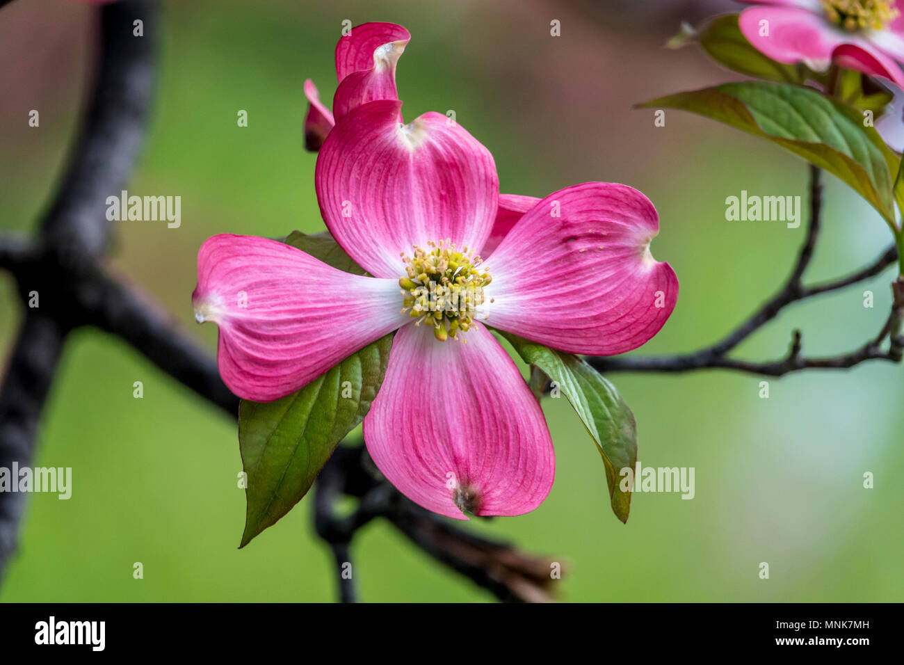 Cornus is a genus of woody plants in the family Cornaceae, commonly ...
