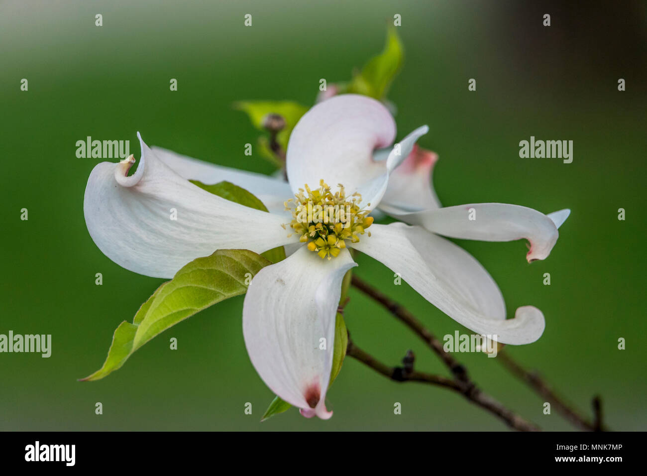 Cornus is a genus of woody plants in the family Cornaceae, commonly ...