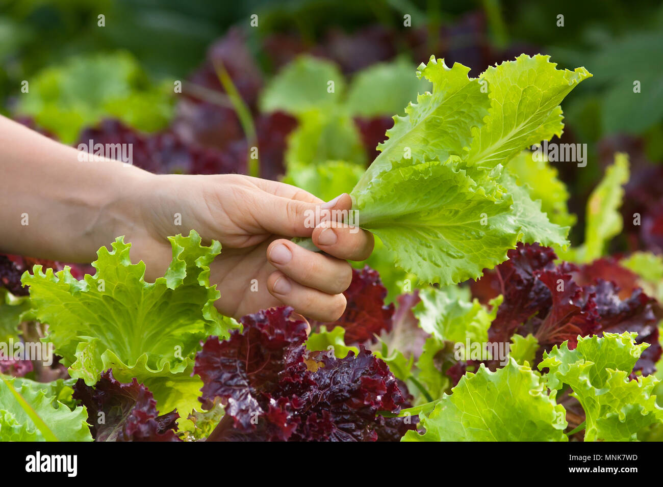 hand of gardener picking lettuce in the vegetable garden Stock Photo ...