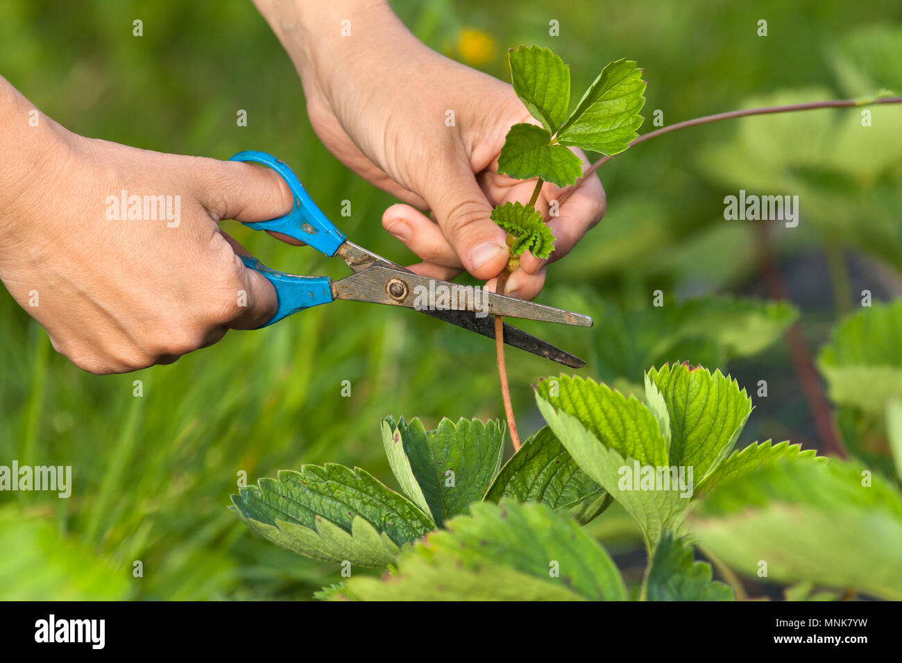 Strawberry Plant Runners Cut