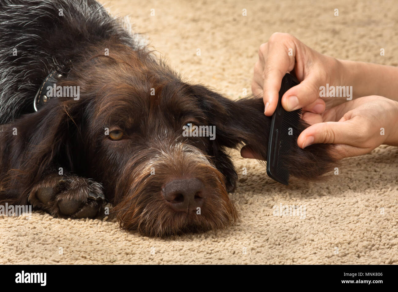 Combing dog hi-res stock photography and images - Alamy