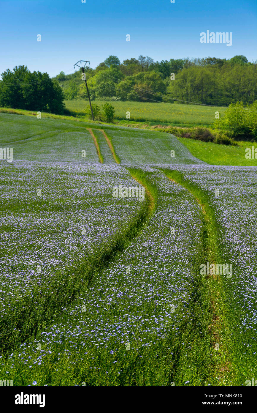 Flax field bloom hi-res stock photography and images - Alamy