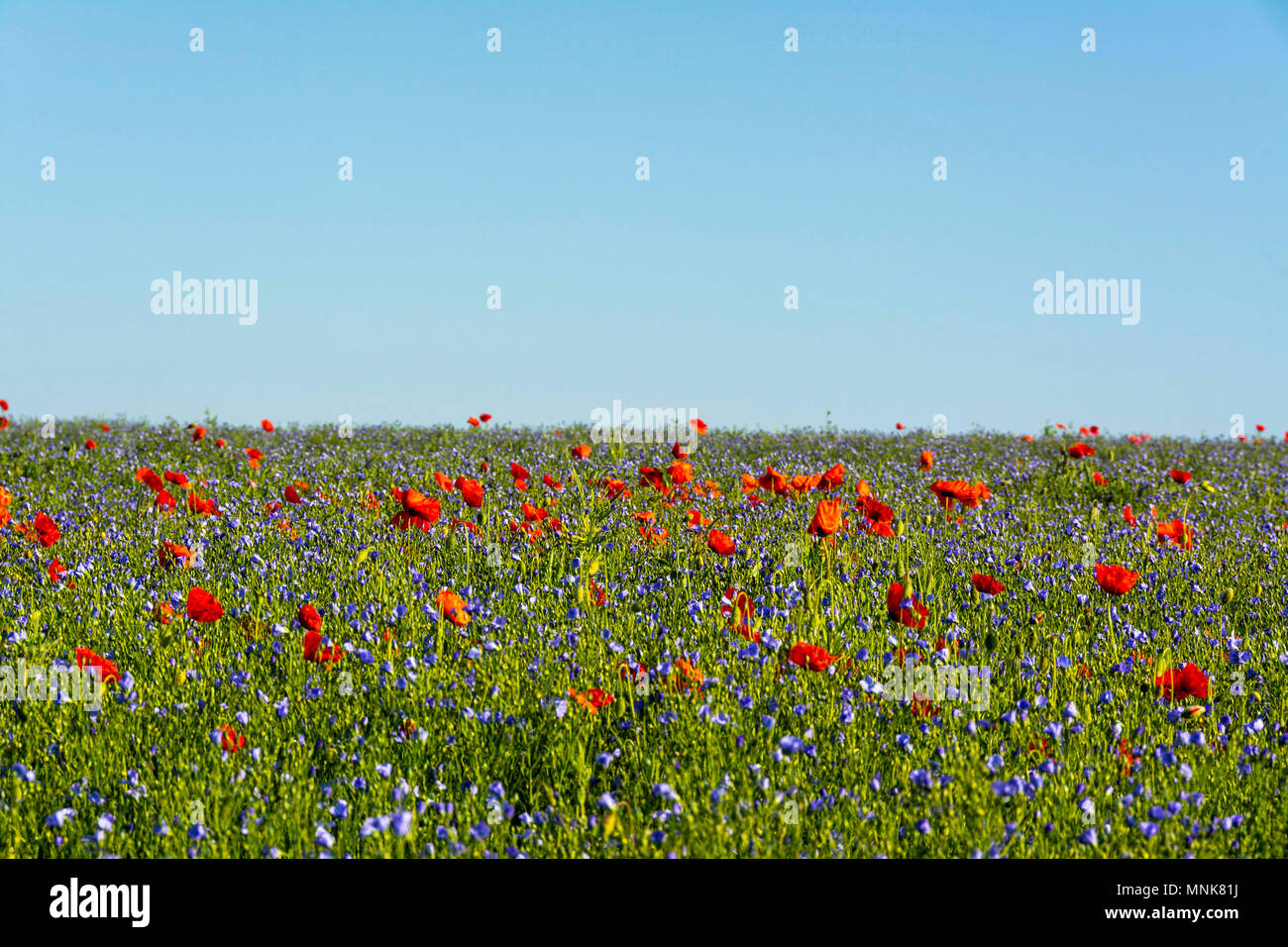 Poppies on summer meadow hi-res stock photography and images - Alamy