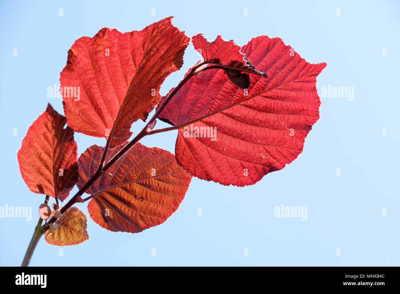 Purple hazel leaves corylus maxima purpurea hi-res stock photography ...