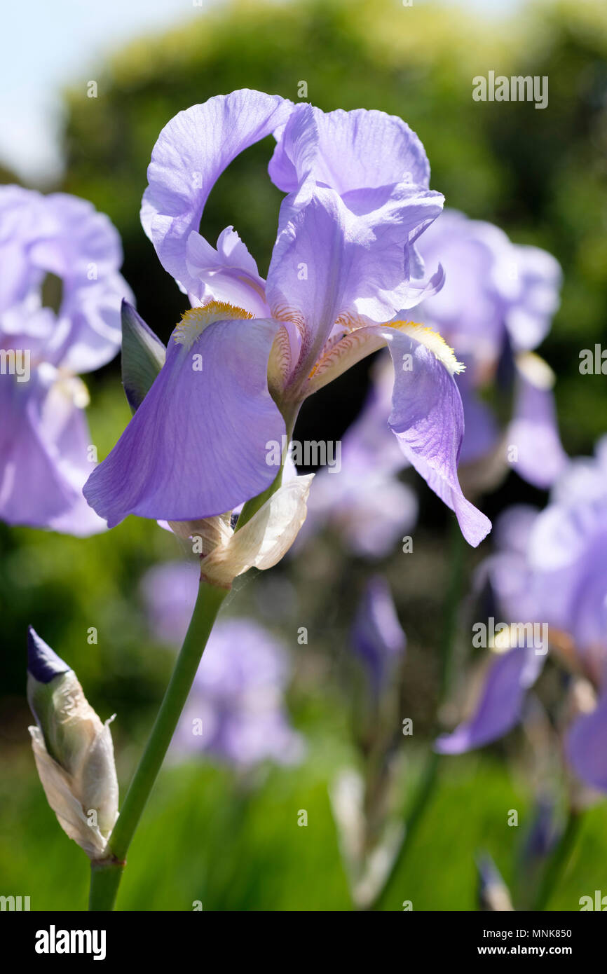 Close-up of Iris Pallida flowers (also known as Orris Stock Photo - Alamy