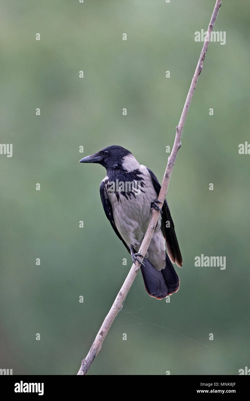Hooded Crow (Corvus cornix Stock Photo - Alamy